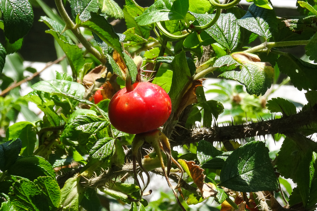 rugosa rose from Ipswich, Massachusetts, États-Unis on July 30, 2016 at ...