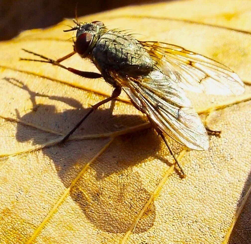Phaoniinae from Edmonson County, KY, USA on November 4, 2022 at 08:44 ...