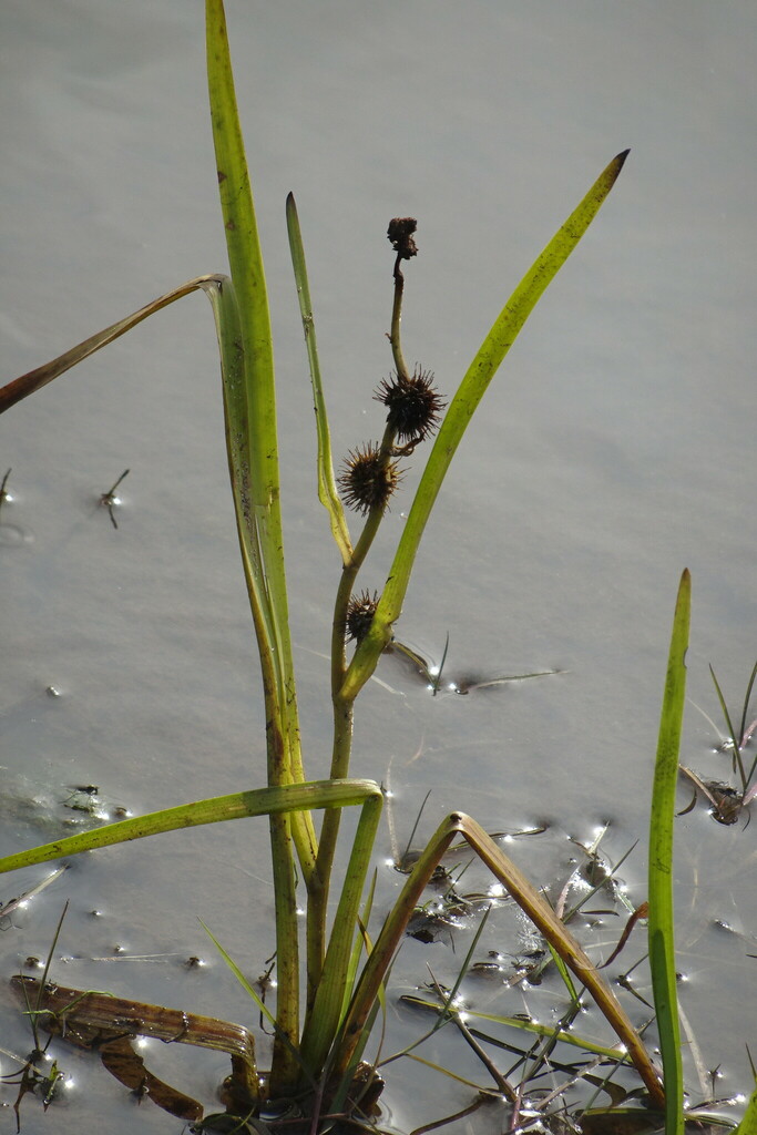 unbranched bur-reed from Нефтеюганский р-н, Ханты-Мансийский автономный ...