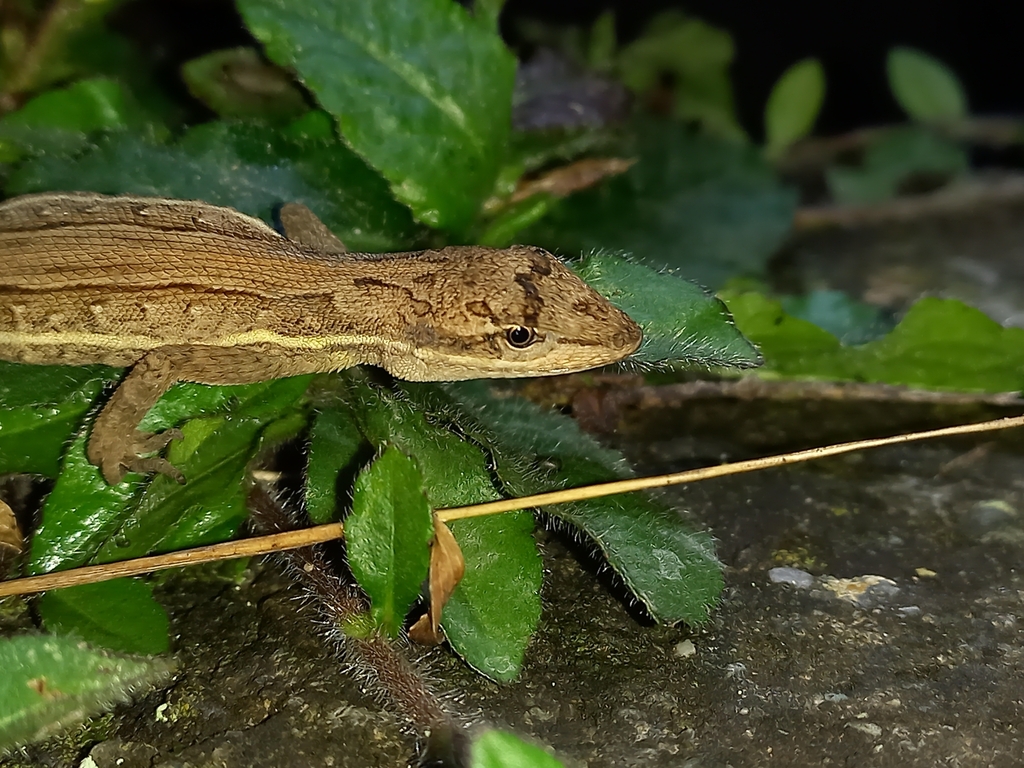 Grass Anole from Montenegro, Quindío, Colombia on November 05, 2022 at ...