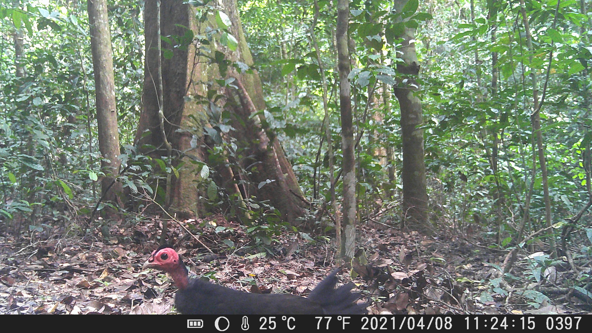 Agelastes niger (Cassin, 1857)