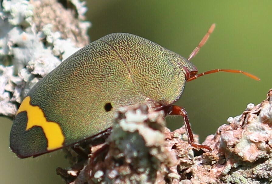 Yellowheart Shield Bug from uMkhanyakude District Municipality, South ...