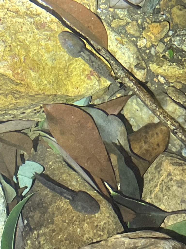 Lesser Spiny Frog in November 2022 by randall_f · iNaturalist