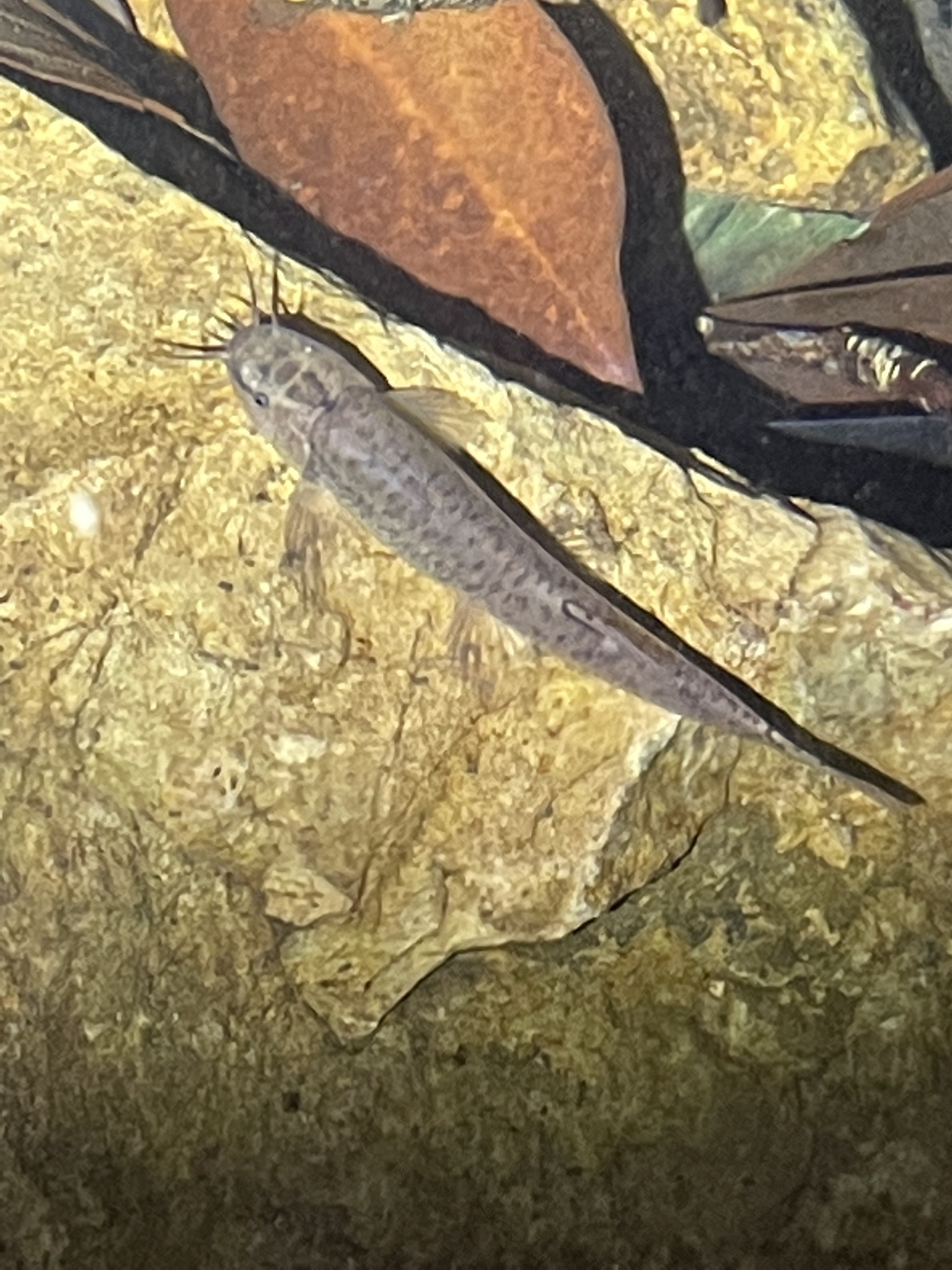 Oreonectes Günther, 1868