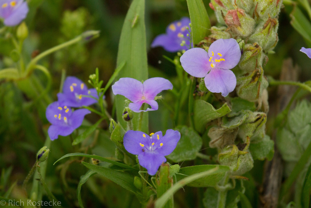 Spiderworts from Goliad County, TX, USA on April 06, 2012 at 09:02 AM ...