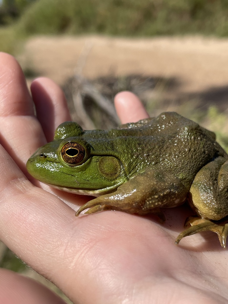 American Bullfrog from Ellsworth, KS, US on October 03, 2022 at 03:58 ...