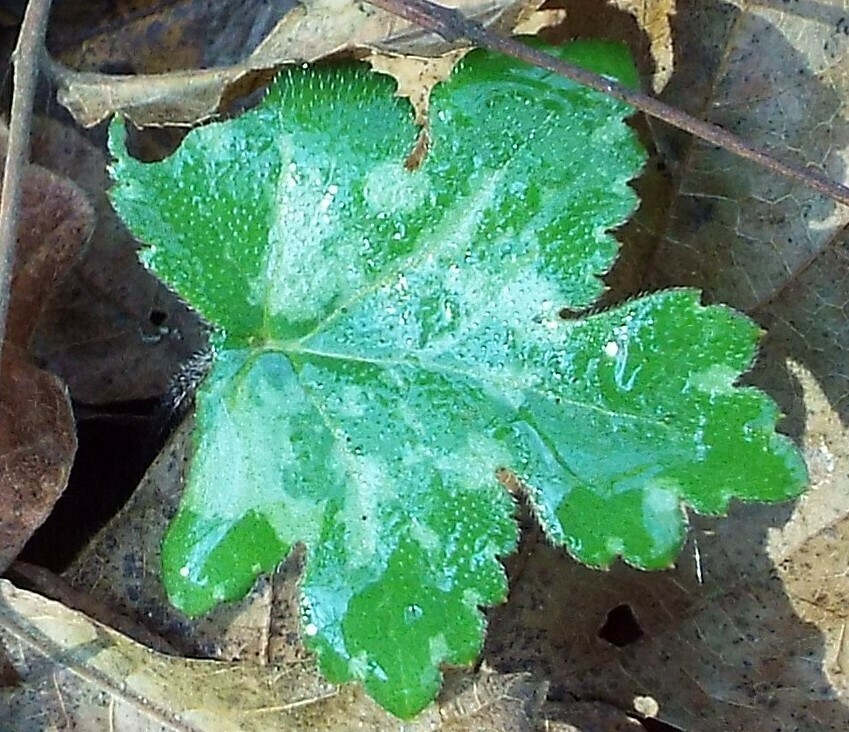 great waterleaf from Edmonson County, KY, USA on November 04, 2022 at ...