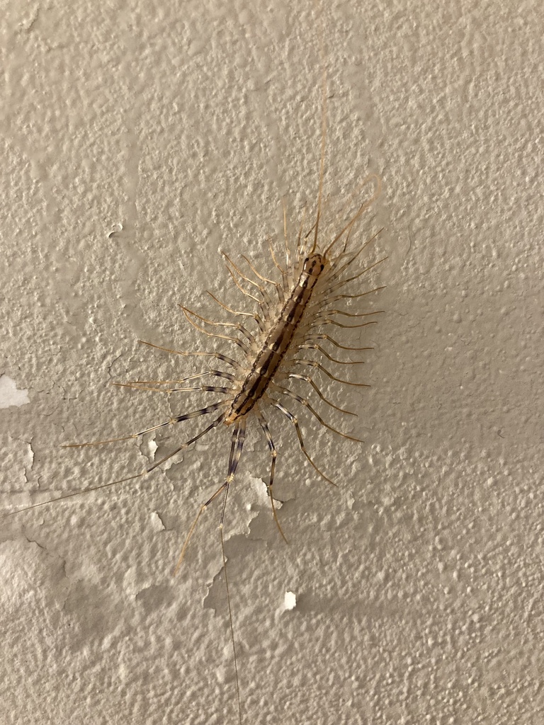 House Centipede from 26th Ave SE, Minneapolis, MN, US on November 06 ...