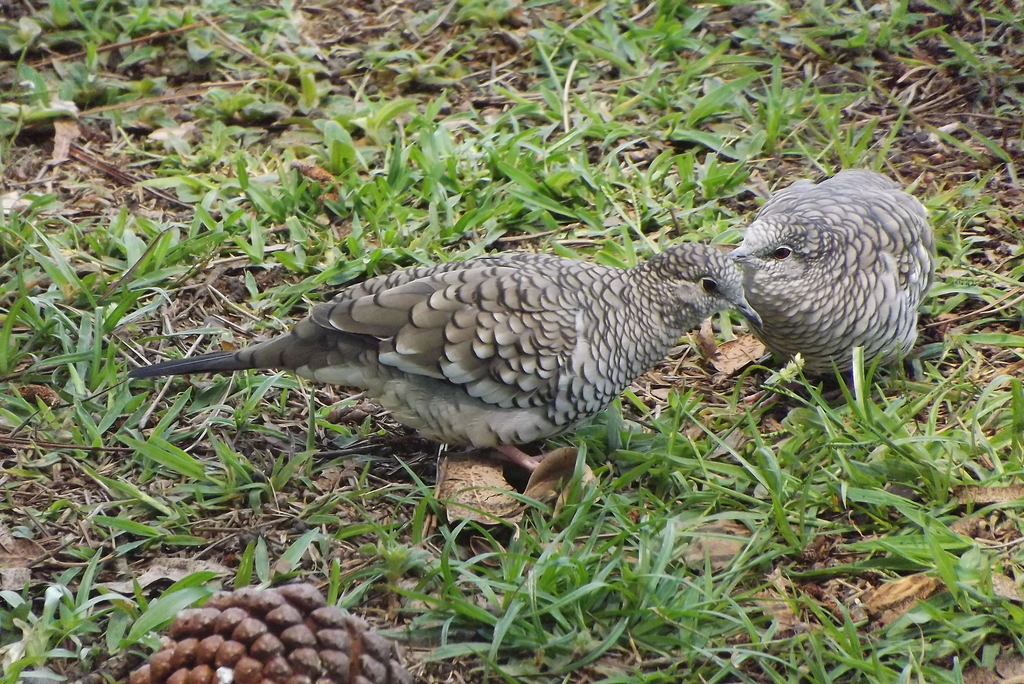 Scaled Dove from Pouso Alegre - MG, 37550-000, Brasil on November 5 ...