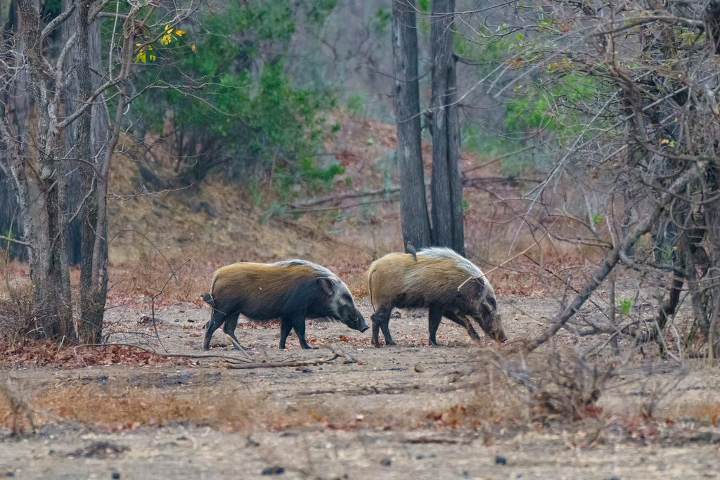 Bushpig from Machinga, Malawi on November 5, 2022 at 05:18 PM by Marc ...