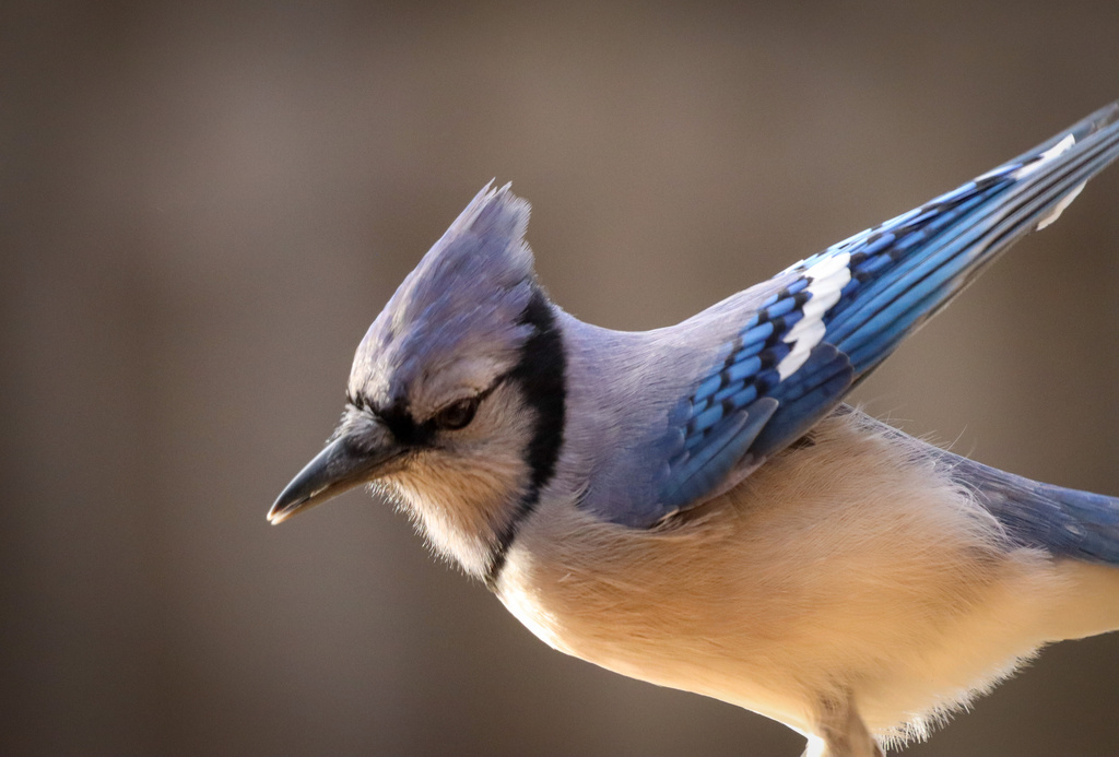 Blue Jay in November 2022 by tiller · iNaturalist