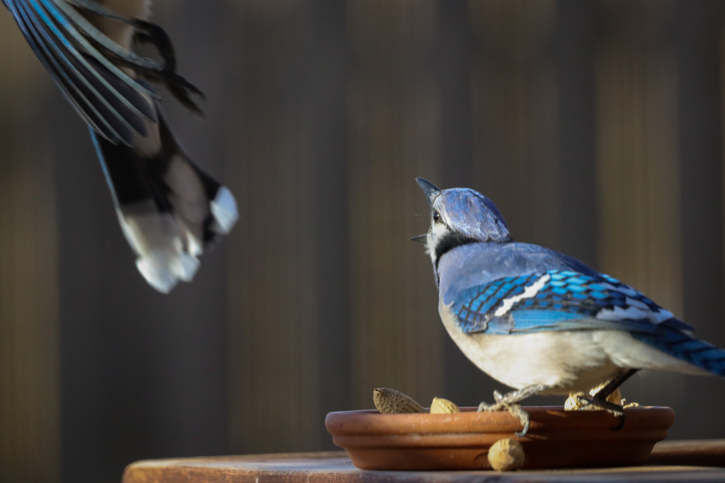 Blue Jay in November 2022 by tiller · iNaturalist