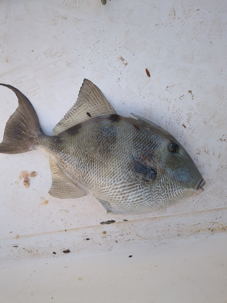 Grey Triggerfish in November 2022 by Triton · iNaturalist