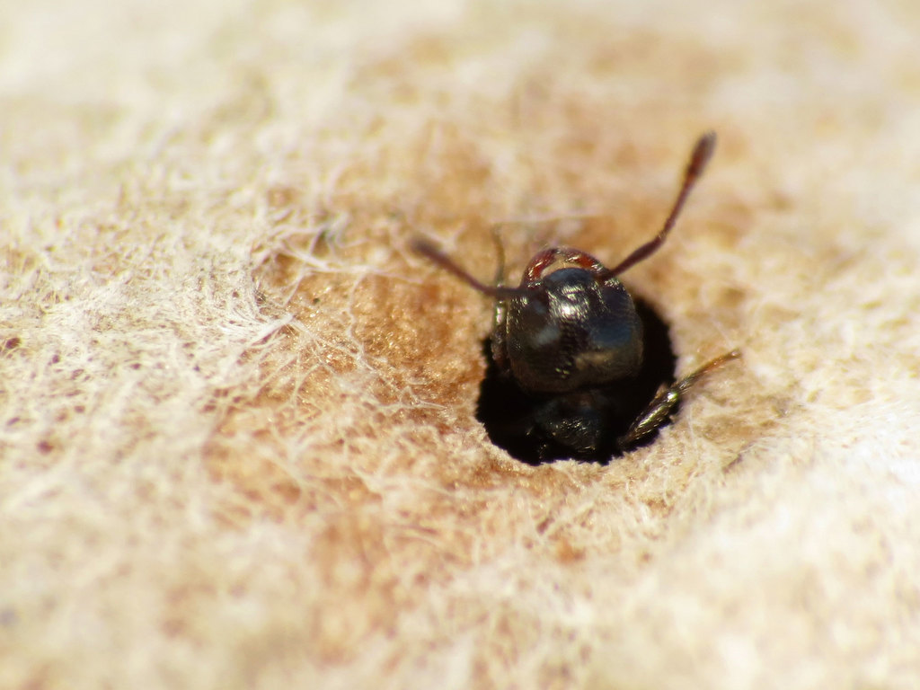 Acrobat Ants and Cocktail Ants from Celestun, Yucatan, Mexico on ...
