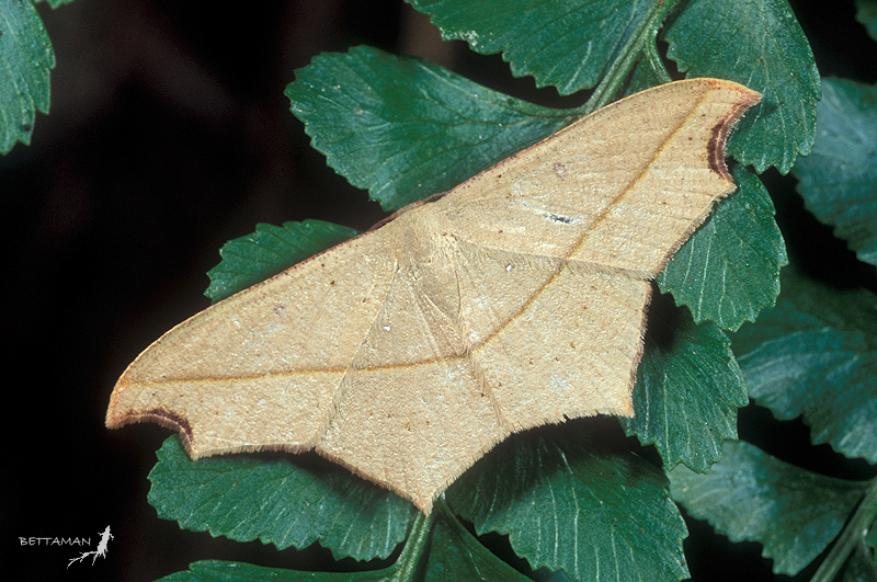 Cross-line Wave Moth (Lepidoptera of the Sunshine Coast) · iNaturalist