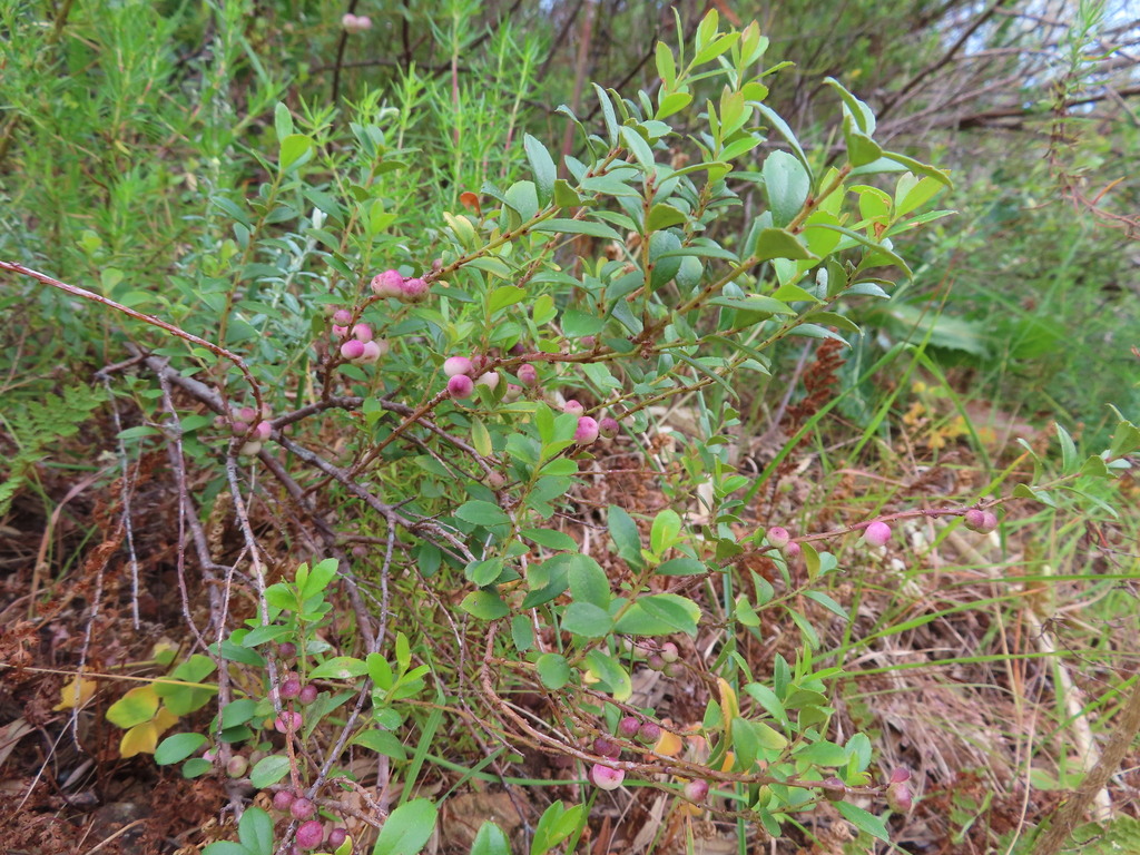 African Boxwood from City of Cape Town, Western Cape, South Africa on ...