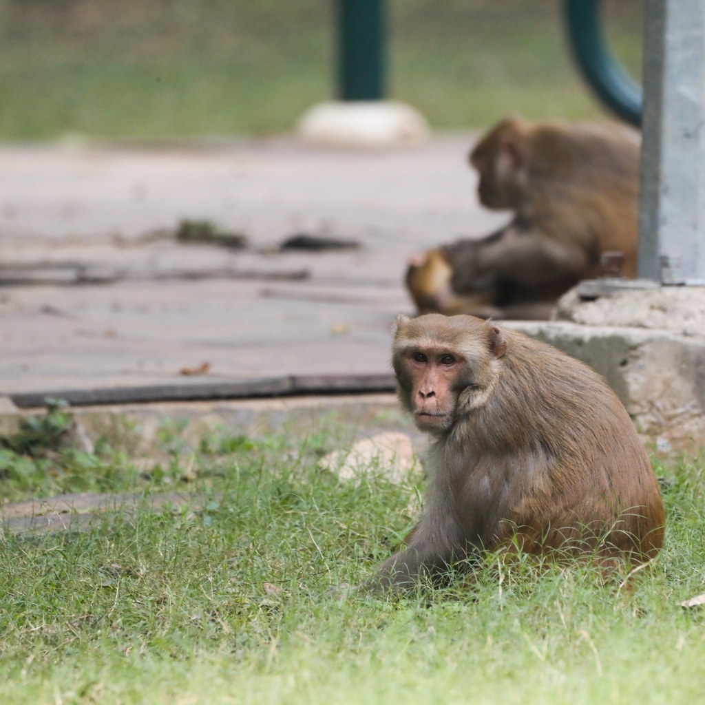 Rhesus Macaque from G5MJ+964 Мейер Хилл, Qila Rai Pithora, New Delhi ...