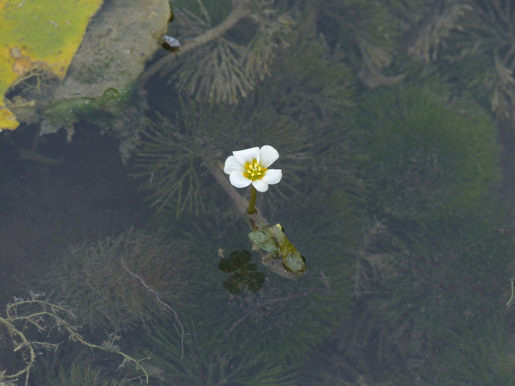 Carolina Fanwort from San Marcos, TX, USA on October 07, 2022 at 12:13 ...