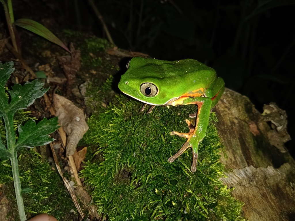 Phyllomedusa distincta from Ponta Grossa - PR, Brasil on January 1 ...