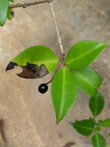 Guapira eggersiana · iNaturalist