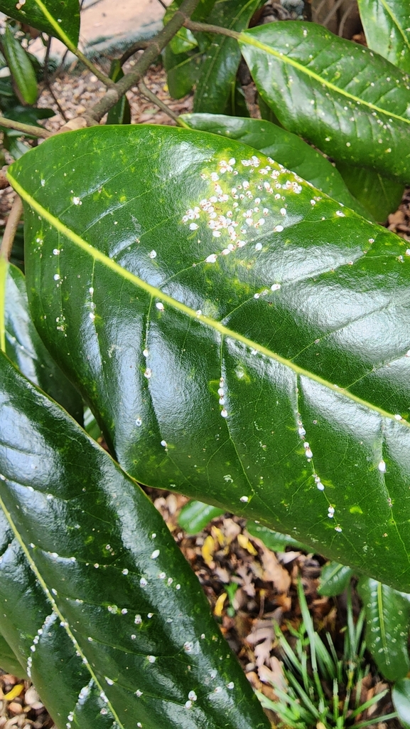false oleander scale from Ansley Park, Atlanta, GA, USA on November 6 ...