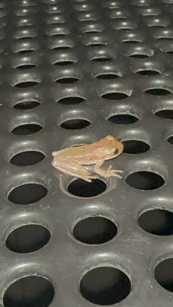 Squirrel Treefrog in November 2022 by Eric Blomberg · iNaturalist