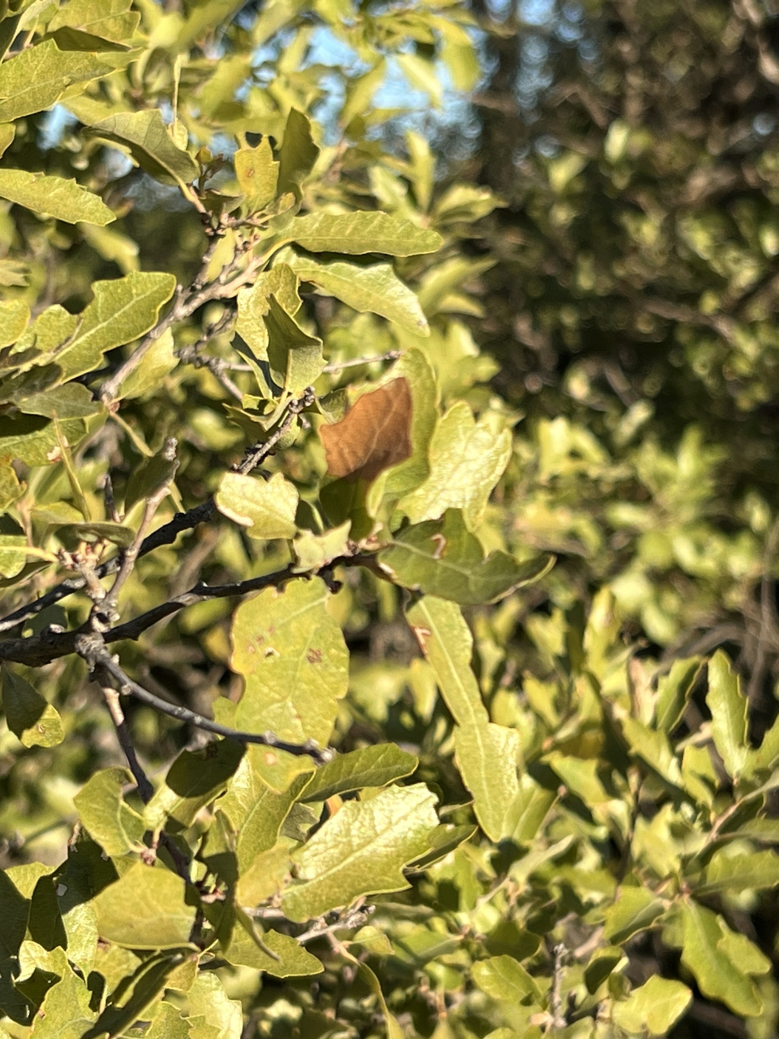 Quercus vaseyana Buckley