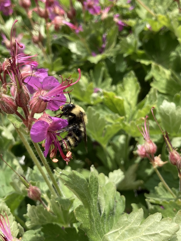 Bumble Bees from Division No. 6, Alberta, Canada on June 17, 2021 at 12 ...