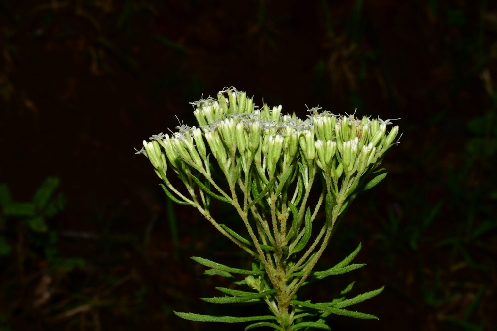 Sawtooth Candyleaf in August 2022 by Joey Santore · iNaturalist