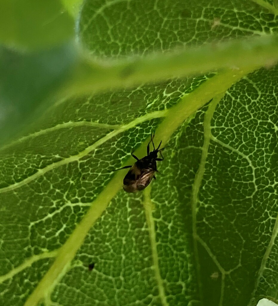 True Bugs from Southwest Calgary, Calgary, AB, Canada on June 16, 2021 ...