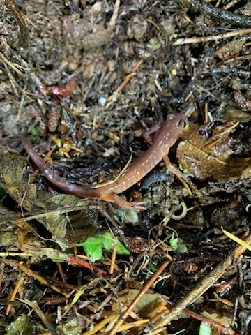 Ensatina from Warren, OR, USA on November 4, 2022 by Sean Haight ...