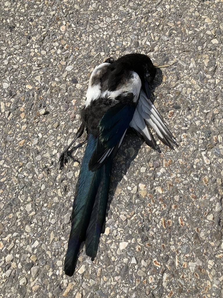 Black-billed Magpie from Foothills County, AB, Canada on August 27 ...