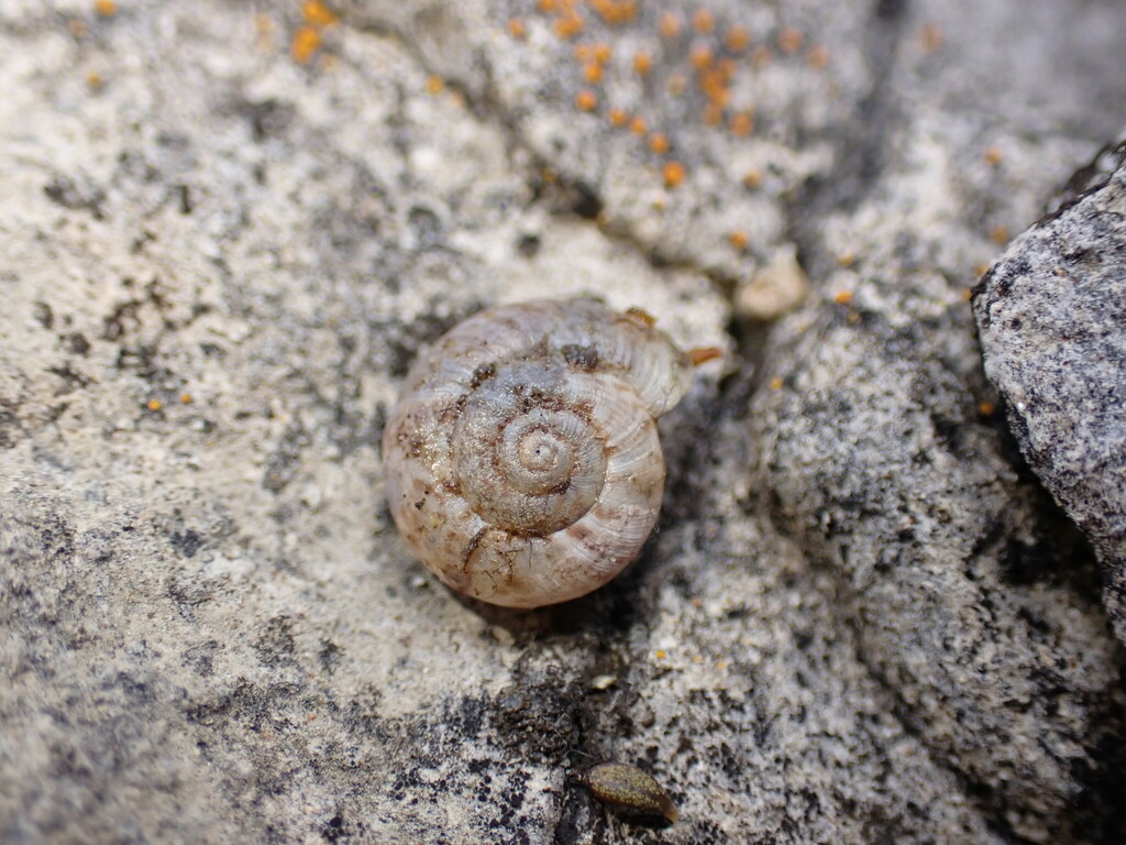 Charopidae from Conservation Area - Castle Hill, Selwyn, Canterbury ...