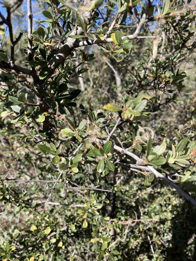 Alderleaf Mountain Mahogany from Prescott National Forest, Prescott, AZ ...