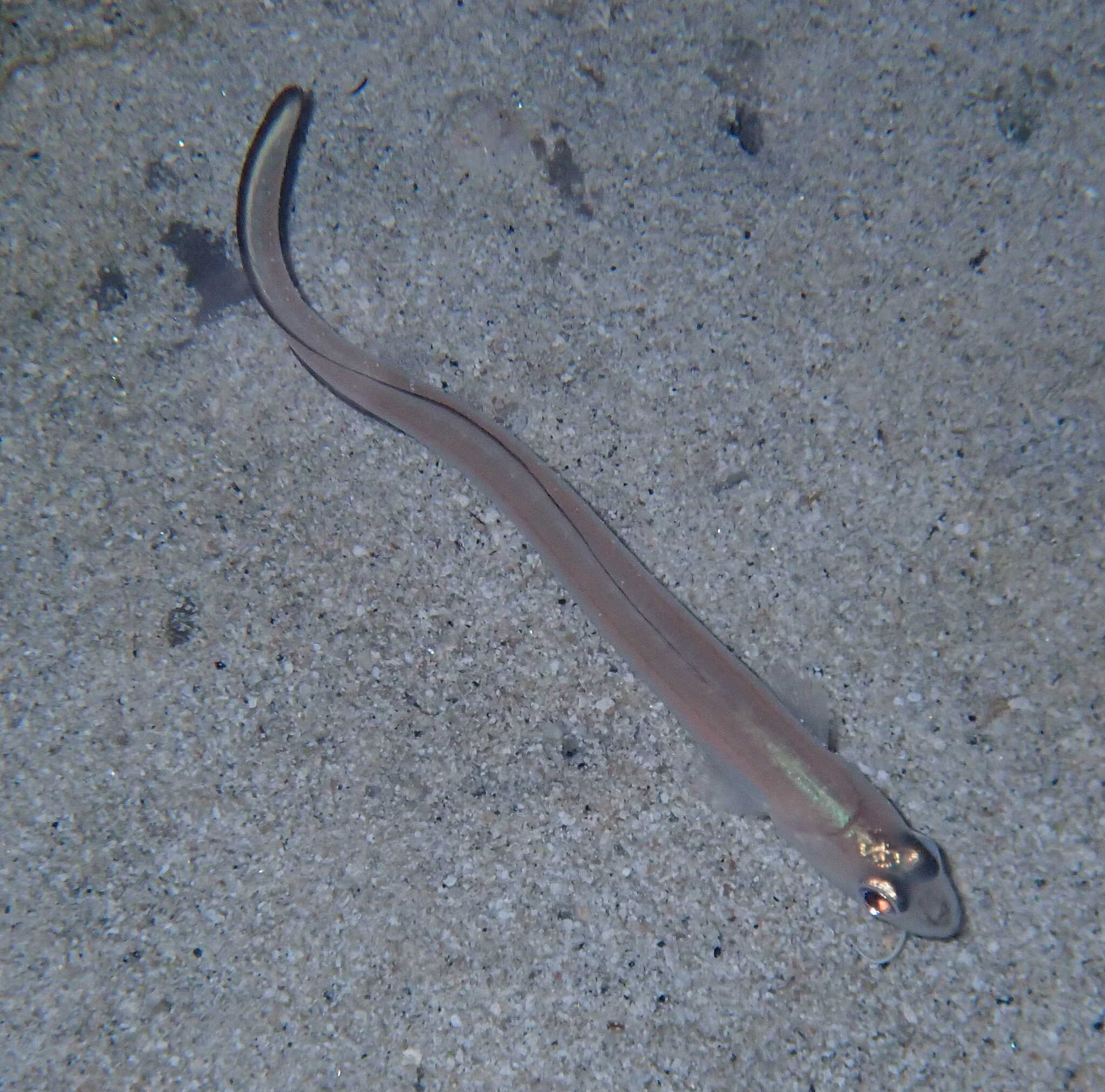 Ophidion rochei Müller, 1845