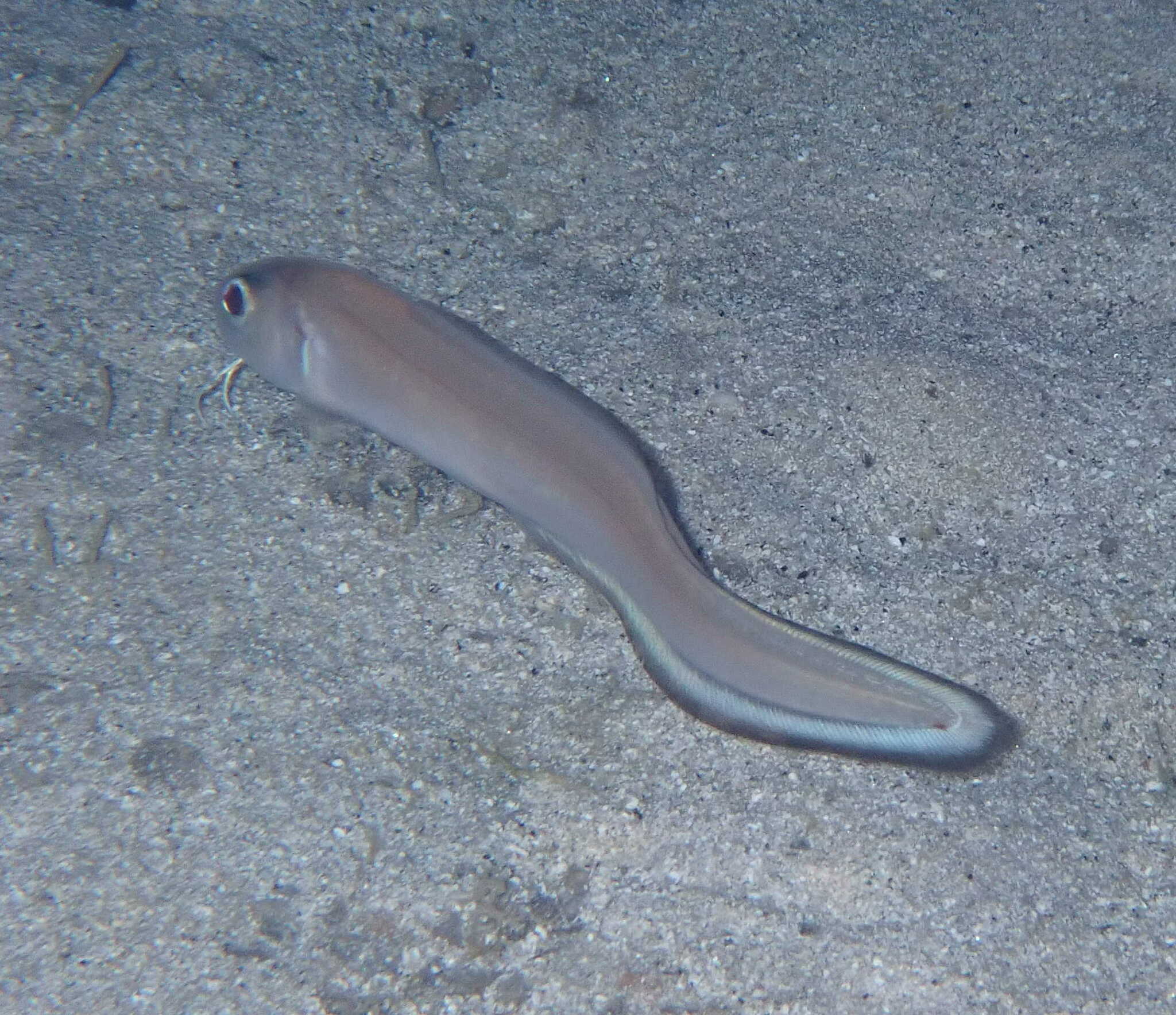 Ophidion rochei Müller, 1845