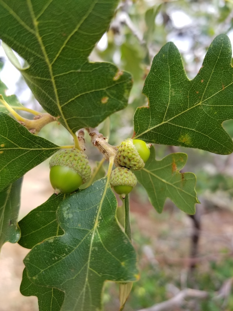 Gambel Oak (Quercus gambelii) - Botanical Realm
