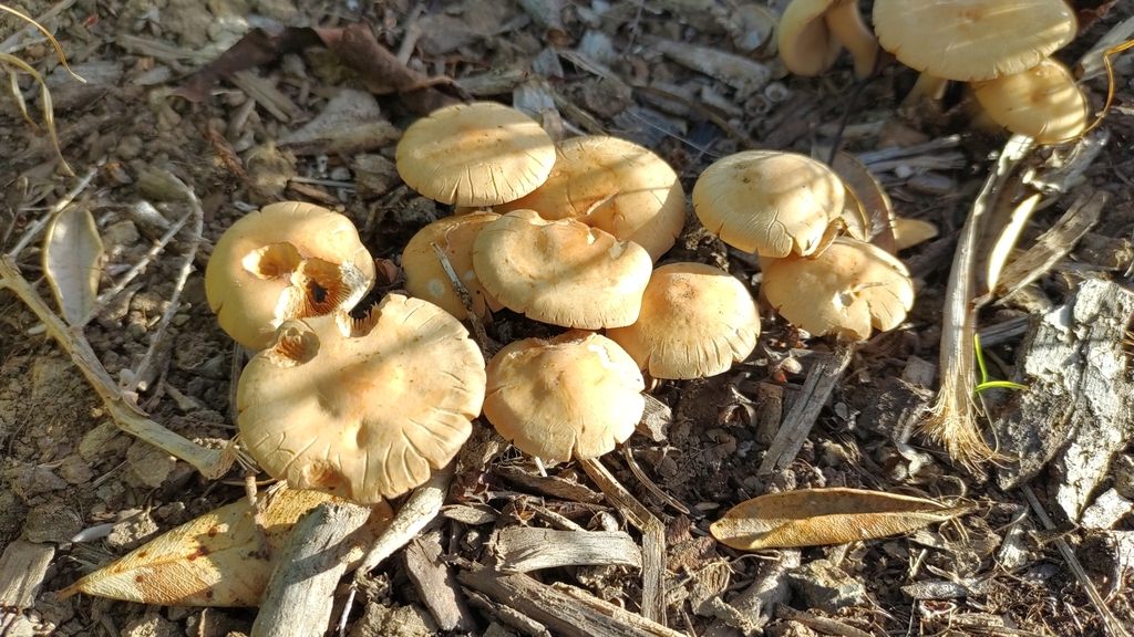 Mulch Fieldcap from Devonport, Auckland 0624, New Zealand on November ...