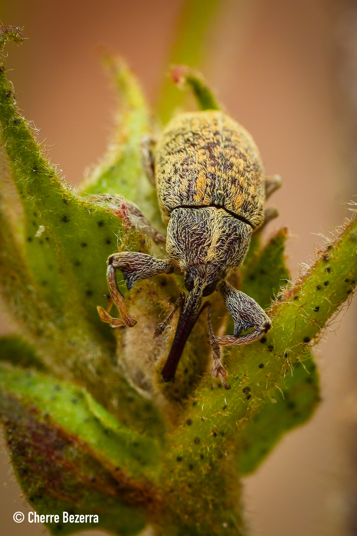 Cotton Boll Weevil
