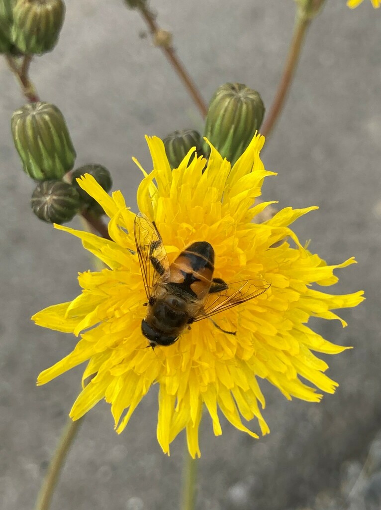 Common Drone Fly from Kananaskis, AB T0L, Canada on August 27, 2021 at ...