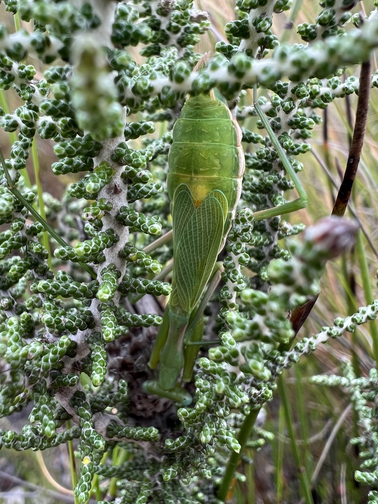 South African Mantis from Cape Epic, WC, ZA on October 31, 2022 at 07: ...