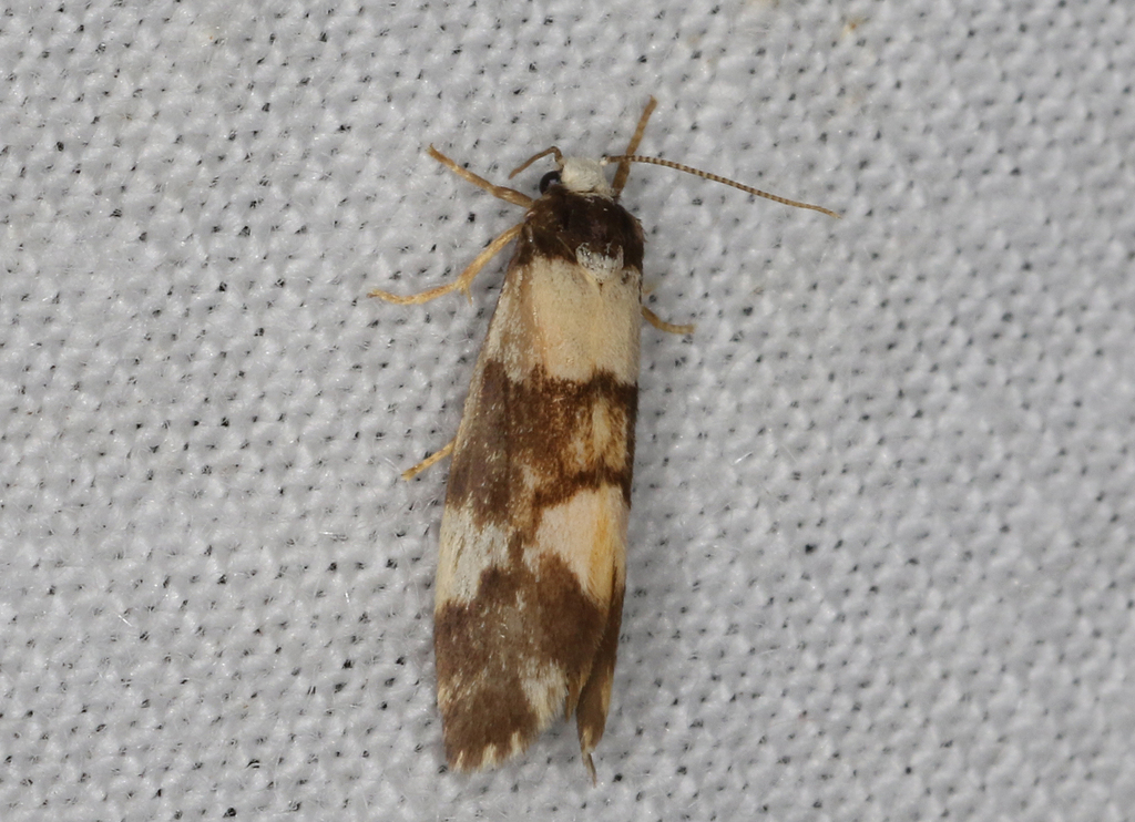 Little Mask Philenora from Rosedale VIC 3847, Australia on October 30 ...
