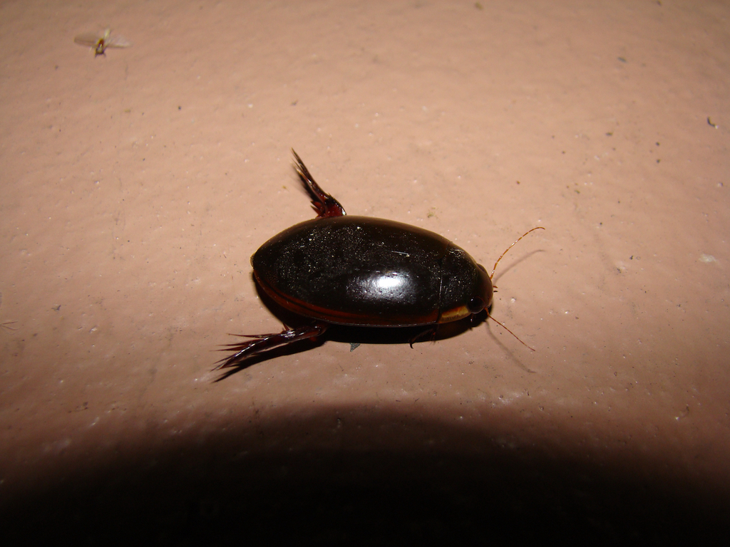 Fringed Diving Beetle in December 2008 by Joey Mugleston · iNaturalist