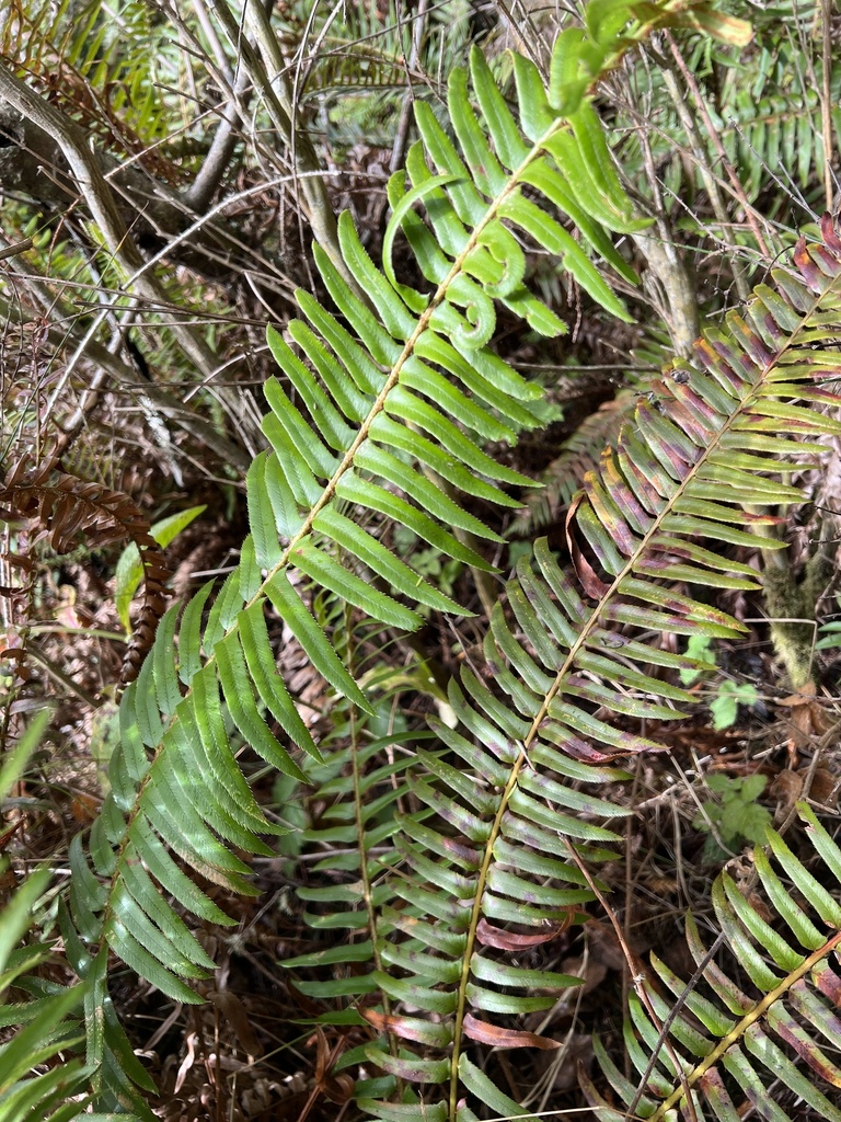 western sword fern from Humboldt Botanical Garden, Loleta, CA, US on ...