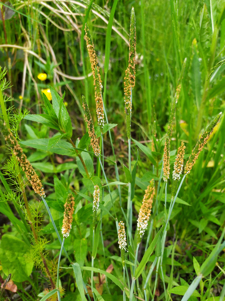 short-awn foxtail from Pervoural'sk gorsovet, Sverdlovsk, Russia on ...