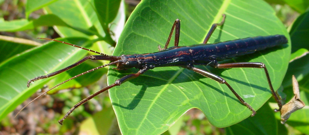 Southern Two-striped Walkingstick from Martin, Florida, United States ...