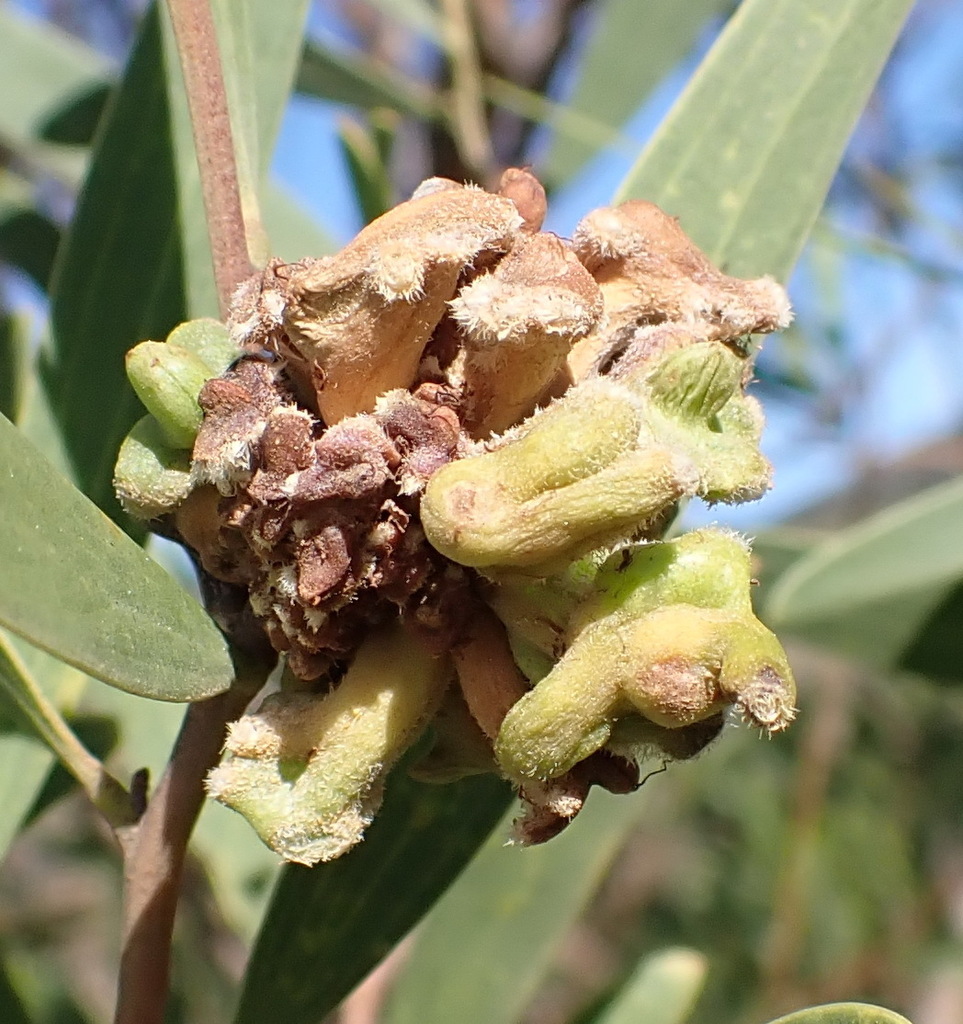 Rooikrans Gall Midge from Uniondale Circuit, South Cape DC, South ...