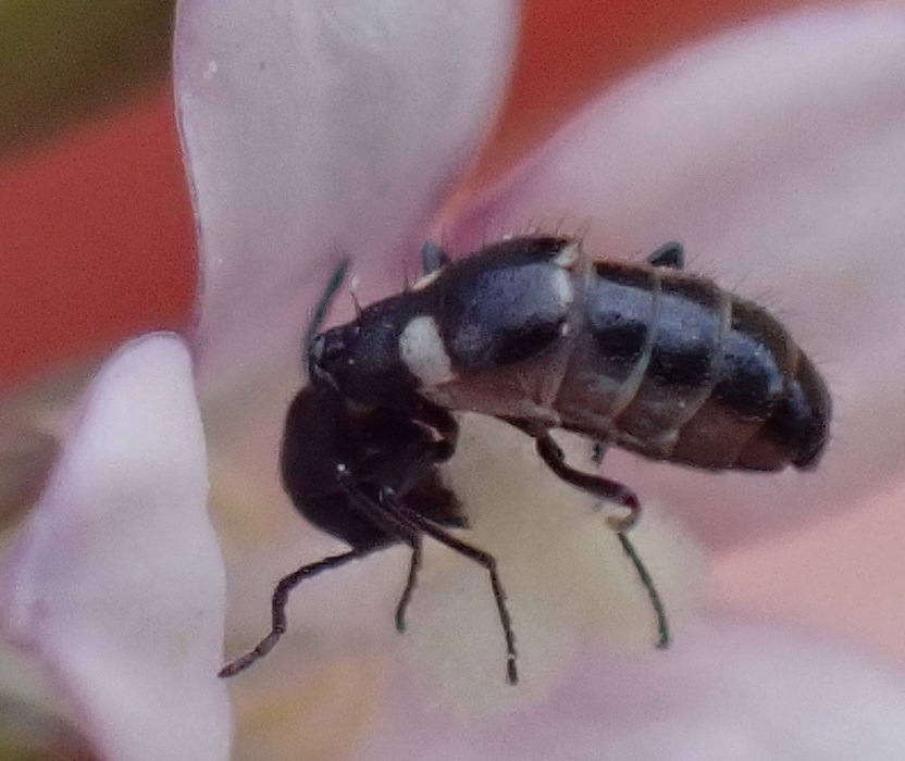 Beetles from Uniondale Circuit, South Cape DC, South Africa on October ...