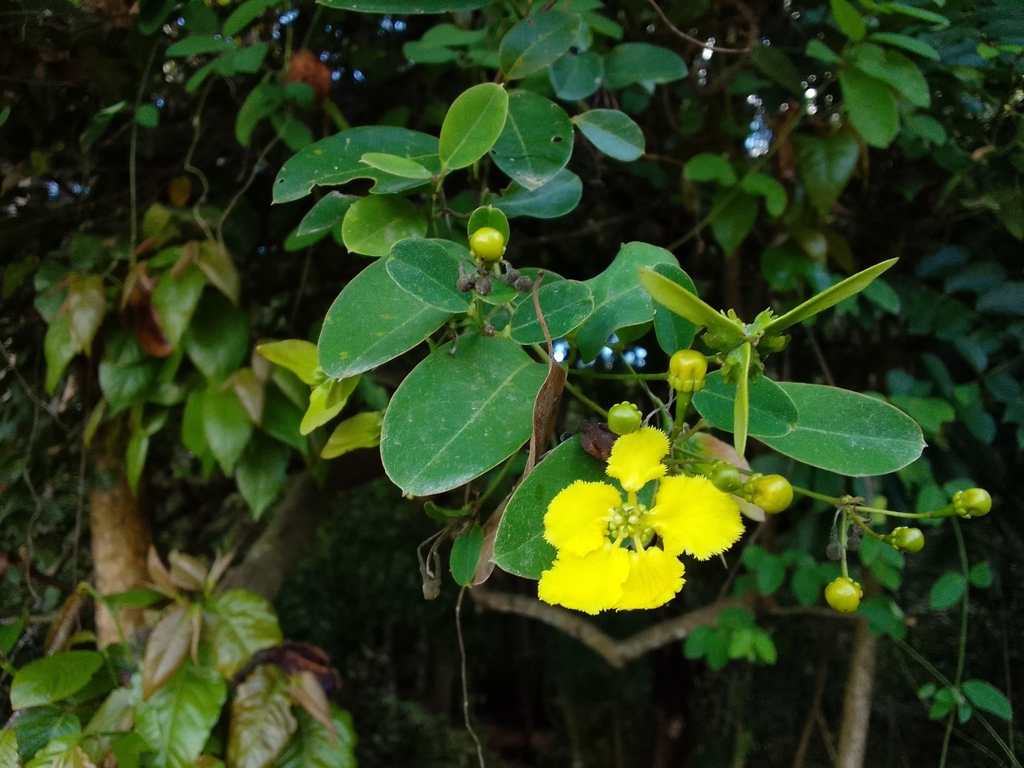 Stigmaphyllon ellipticum from 2226+86P, El Zamorano, Honduras on ...