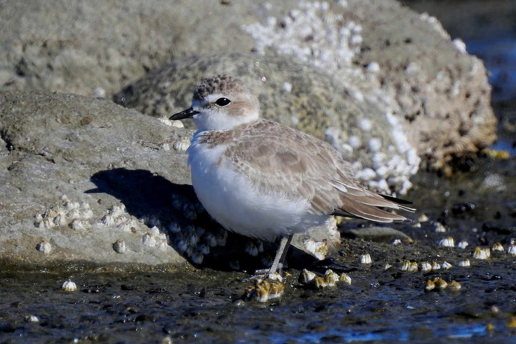 Snowy Plover from Strathcona, BC, Canada on September 10, 2020 by Val ...